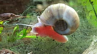 6 Awesome Freshwater Aquarium Snails in 2022 | A Little Bit Fishy